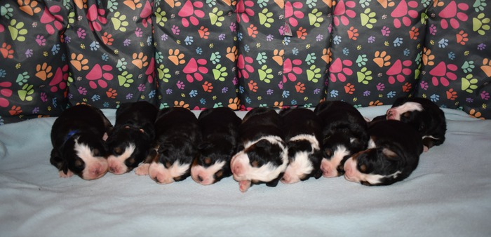 litter "Y" :: Codeli