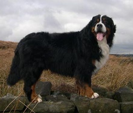 litter "C" :: Codeli