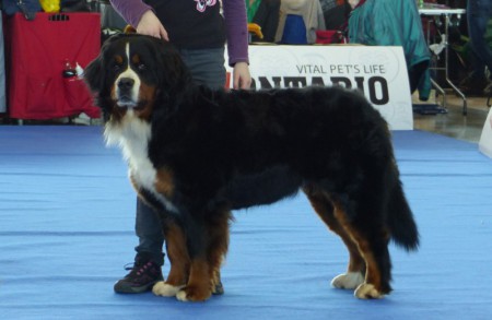 litter " D2" :: Codeli