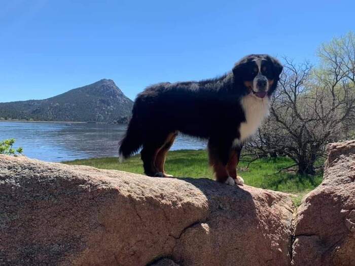 LITTER "JJ" :: Codeli