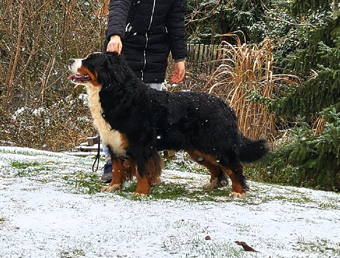 Fantagiro Codeli Girls :: Codeli